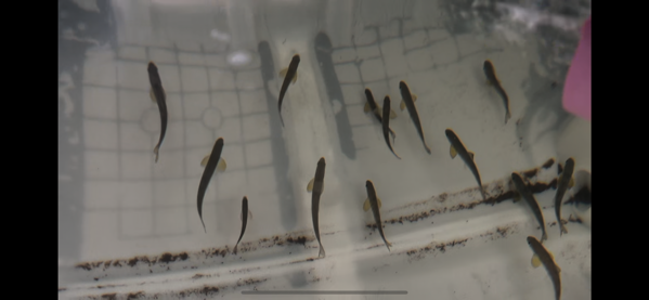 Første_smolt.PNG?width=600&autorotate=true